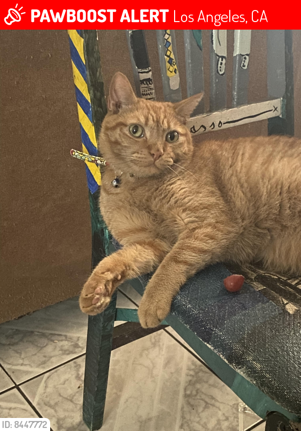 Los Angeles, CA Lost Male Cat, Oliver Is Missing | PawBoost