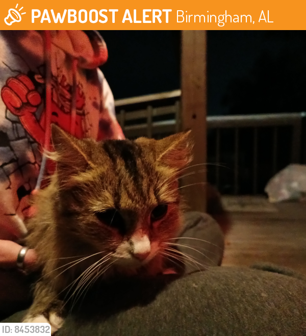 Birmingham, AL Stray Female Cat Found Near Micmac Drive | PawBoost