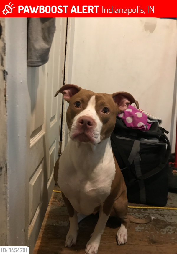 Lost Female Dog in Indianapolis, IN 46201 Named Peaches (ID: 8454781 ...