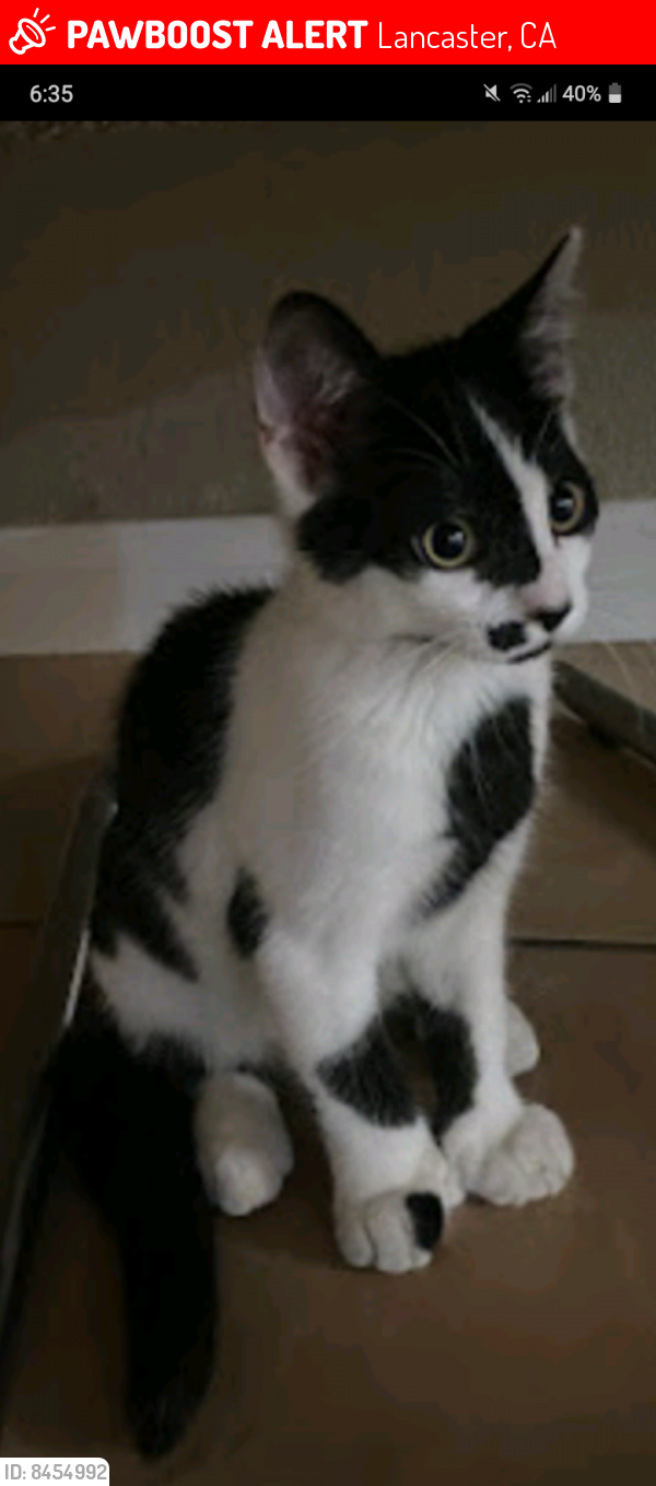 Lancaster, CA Lost Male Cat, Sosa Is Missing | PawBoost