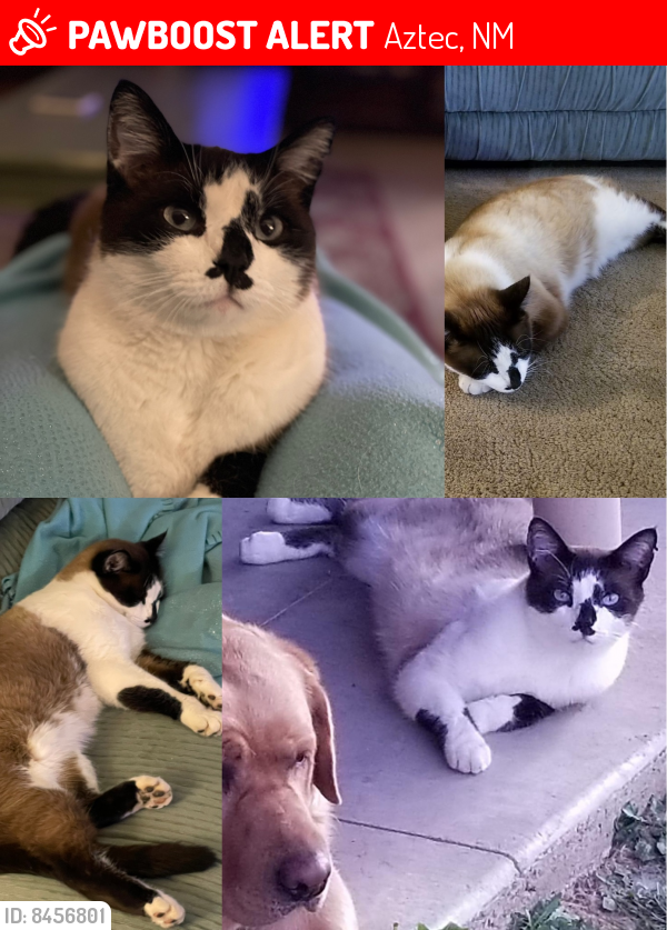 Lost Male Cat in Aztec, NM 87410 Named Winston (ID: 8456801) | PawBoost