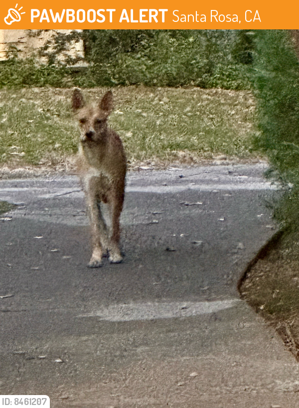 Surrendered Male Dog in Santa Rosa, CA 95409 (ID: 8461207) | PawBoost