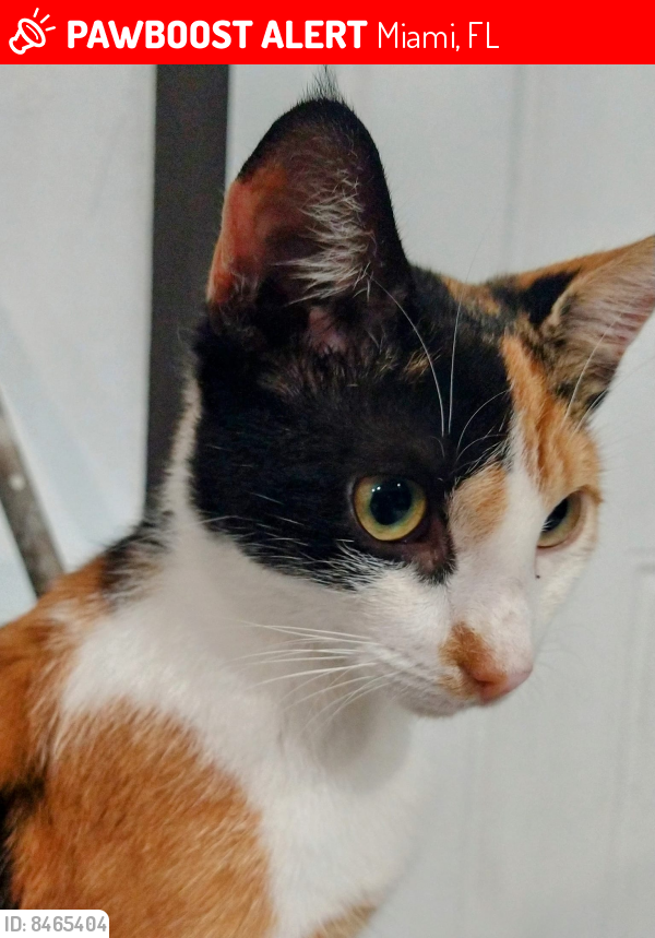 Miami, FL Lost Female Cat, Bichita Is Missing | PawBoost