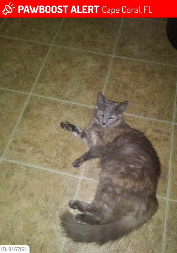 Cape Coral, FL Lost Female Cat, Misty Is Missing | PawBoost
