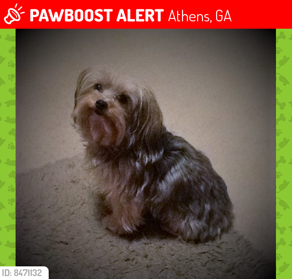 Athens, GA Lost Male Dog, Shaka Is Missing | PawBoost