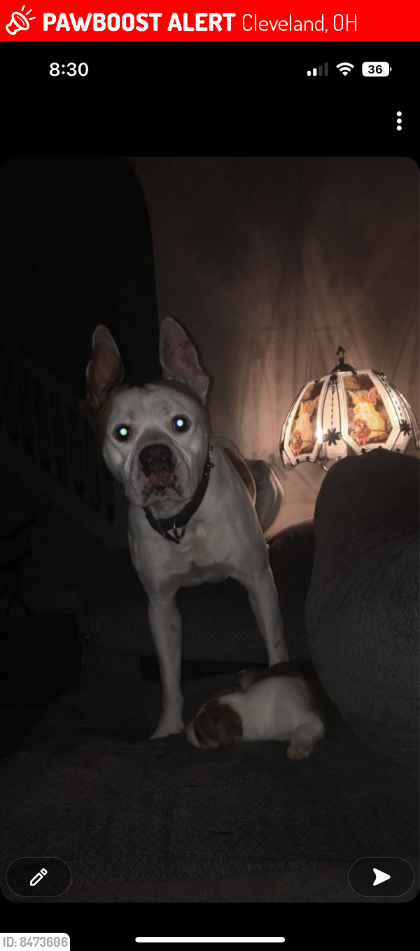Cleveland, OH Lost Male Dog, Max Is Missing | PawBoost