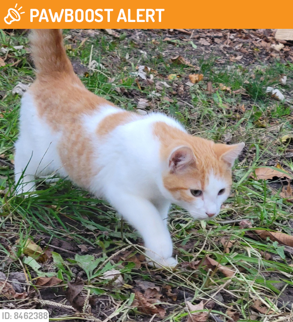 Montgomery County, PA Stray Male Cat Found Near Yerkes Rd Collegeville ...