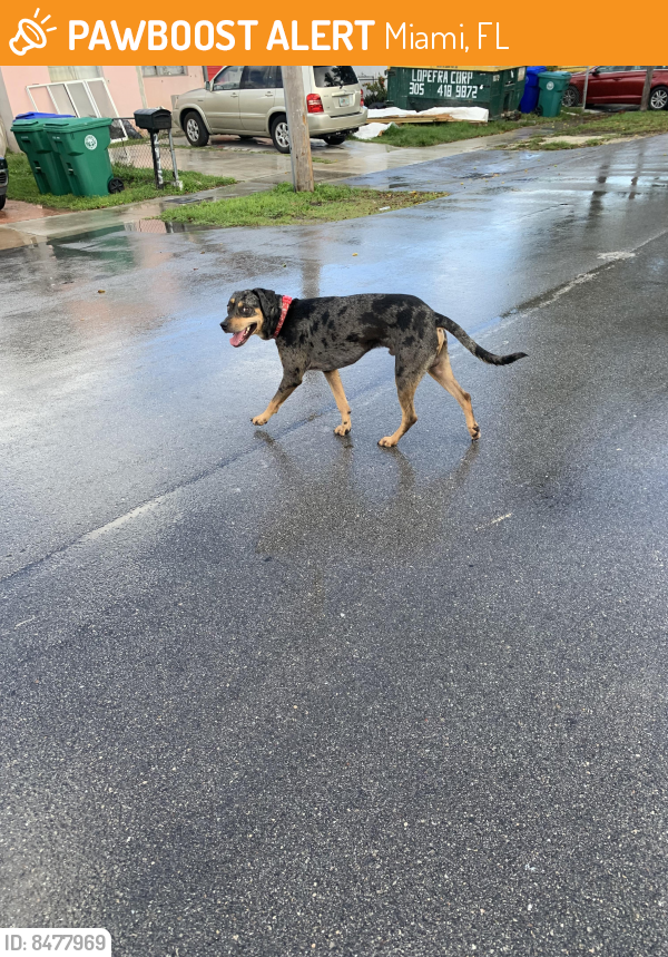 Found/Stray Male Dog in Miami, FL 33135 (ID: 8477969) | PawBoost
