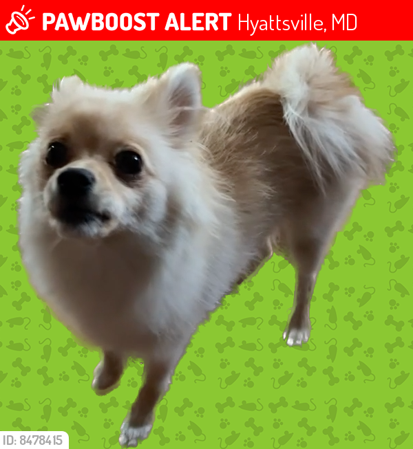 Hyattsville, MD Lost Female Dog, Estella Is Missing | PawBoost