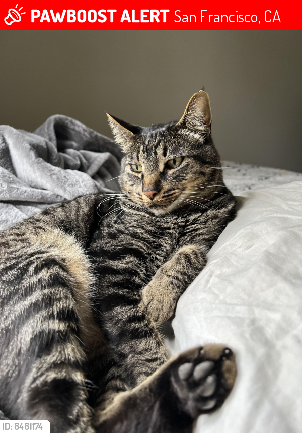 Lost Male Cat in San Francisco, CA 94116 Named Mazzy (ID: 8481174 ...