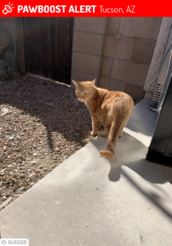 Lost Male Cat in Tucson, AZ 85745 Named Neko (ID: 8483129) | PawBoost