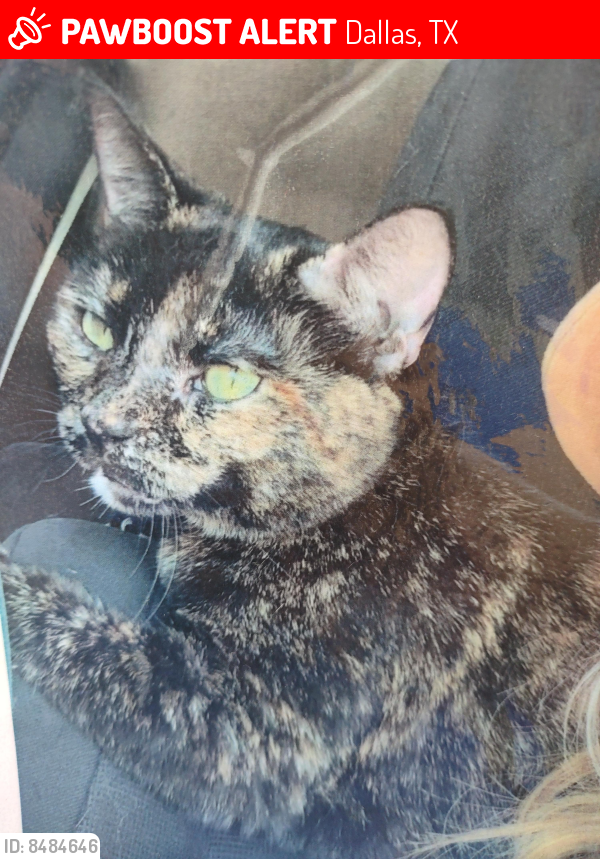 Dallas, TX Lost Female Cat, Willa Is Missing | PawBoost