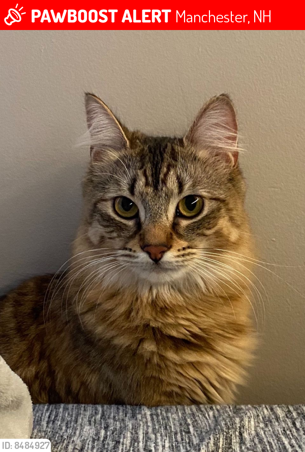 Manchester, NH Lost Female Cat, Maisie Is Missing | PawBoost