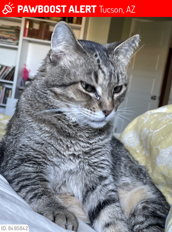 Tucson, AZ Lost Female Cat, Bert Is Missing | PawBoost
