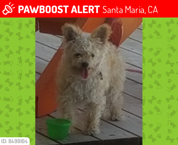 Lost Female Dog in Santa Maria, CA 93454 Named Pinky Pie (ID: 8499104 ...
