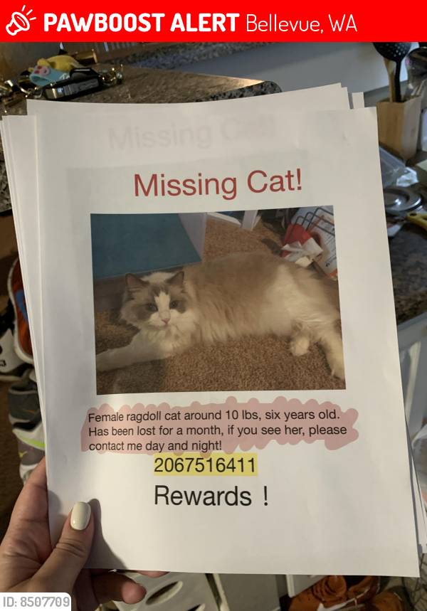 Lost Female Cat in Bellevue, WA 98007 Named Nana (ID: 8507709) | PawBoost