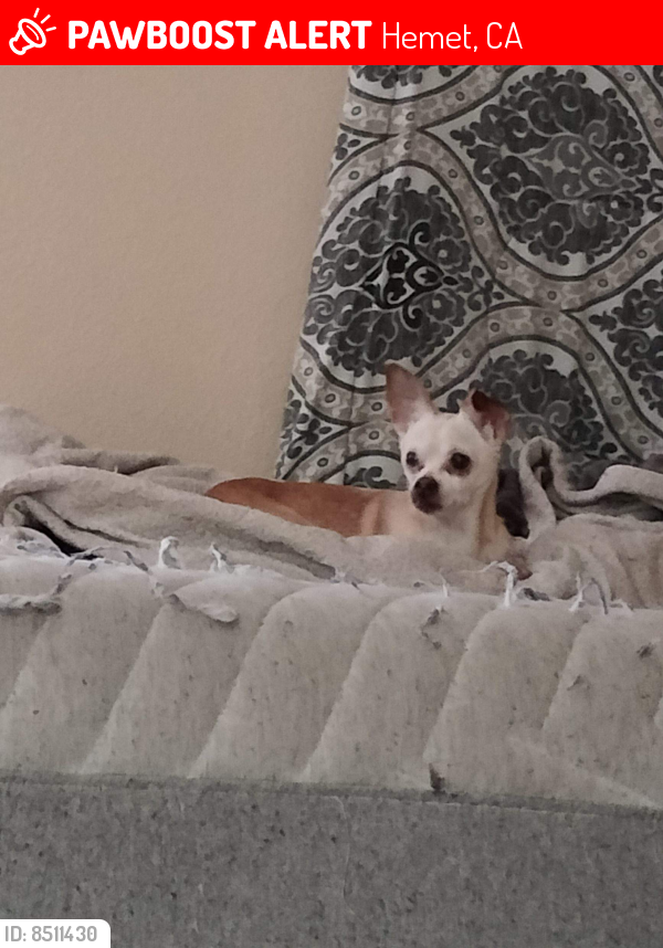 Hemet, CA Lost Female Dog, Desiree Is Missing | PawBoost