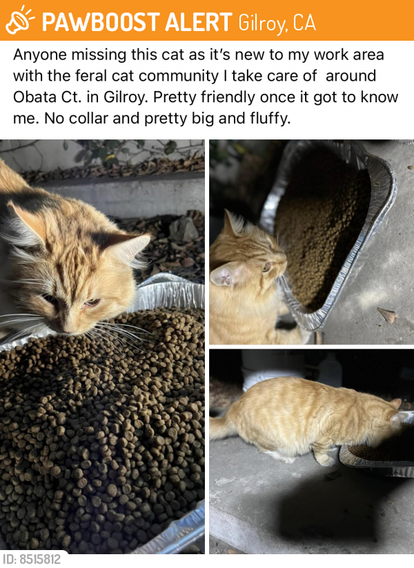 Found/Stray Cat in Gilroy, CA 95020 (ID: 8515812) | PawBoost