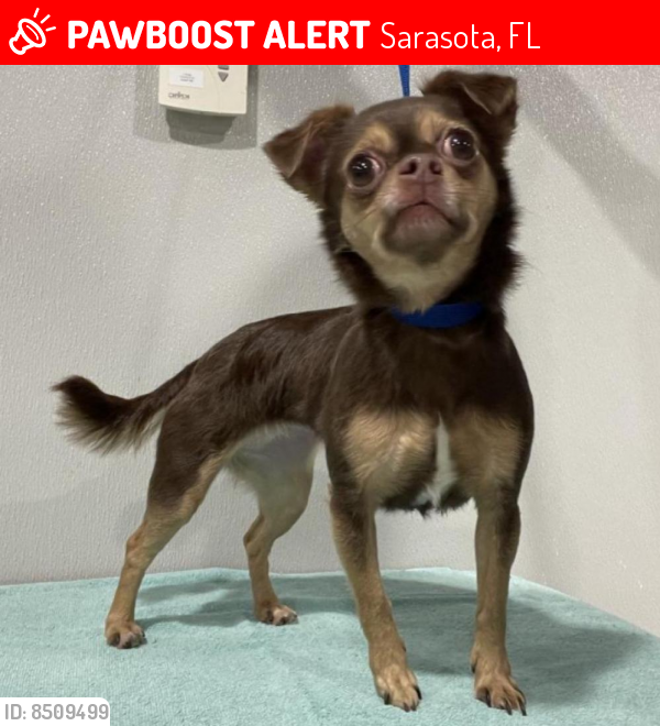 Sarasota, FL Lost Female Dog, Akuma Is Missing | PawBoost