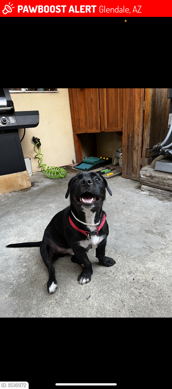 Lost Male Dog in Glendale, AZ 85305 Named Reggie (ID: 8516972) | PawBoost