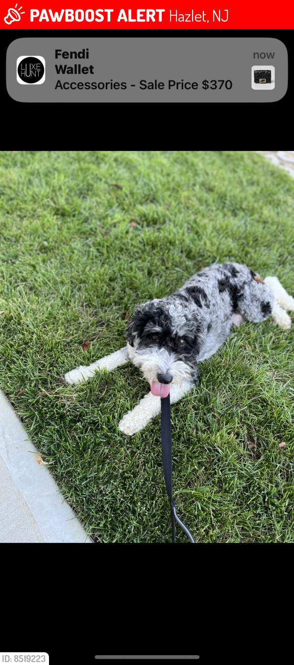 Lost Male Dog in Hazlet, NJ 07730 Named Oliver (ID: 8519223) | PawBoost