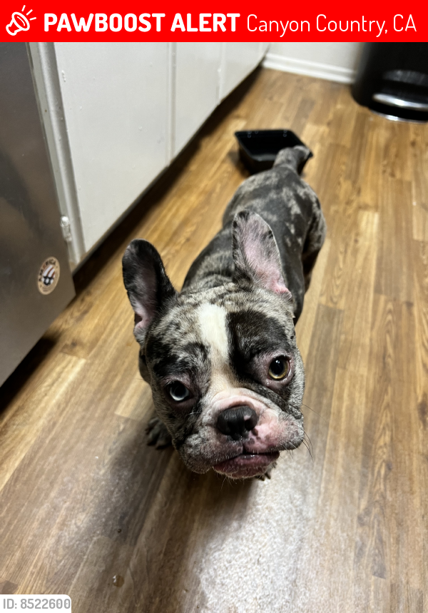 Canyon Country, CA Lost Female Dog, Pebbles Is Missing | PawBoost