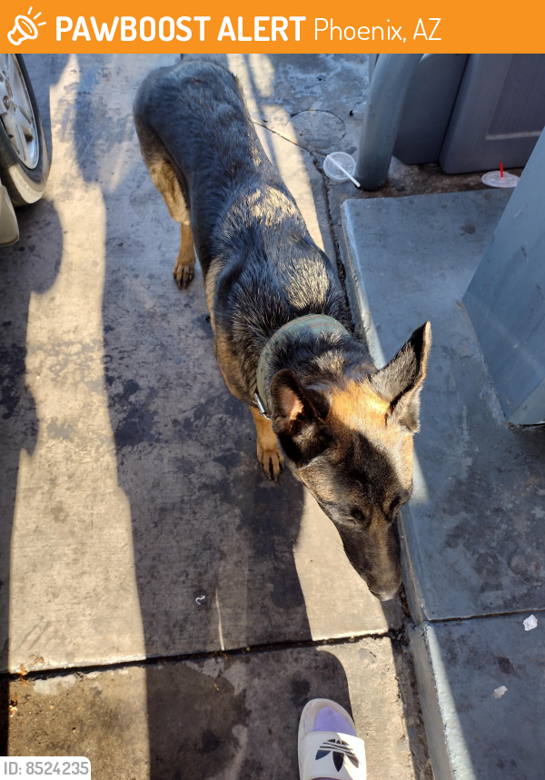 Phoenix, AZ Stray Female Dog Found Near North of 43rd Ave and Thomas rd ...