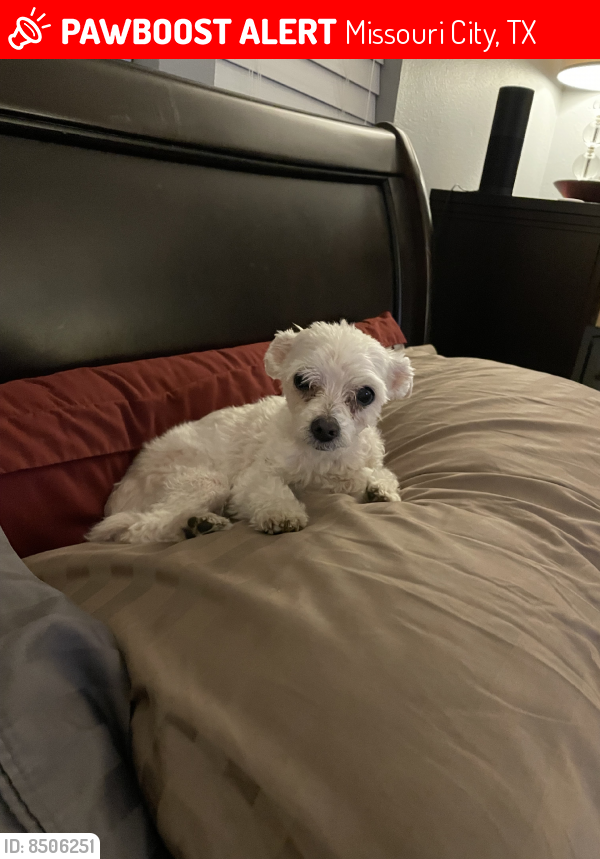 Missouri City, TX Lost Female Dog, Sunny Is Missing | PawBoost