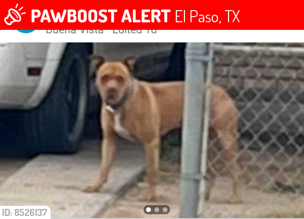 El Paso, TX Lost Male Dog, Zeek Is Missing | PawBoost