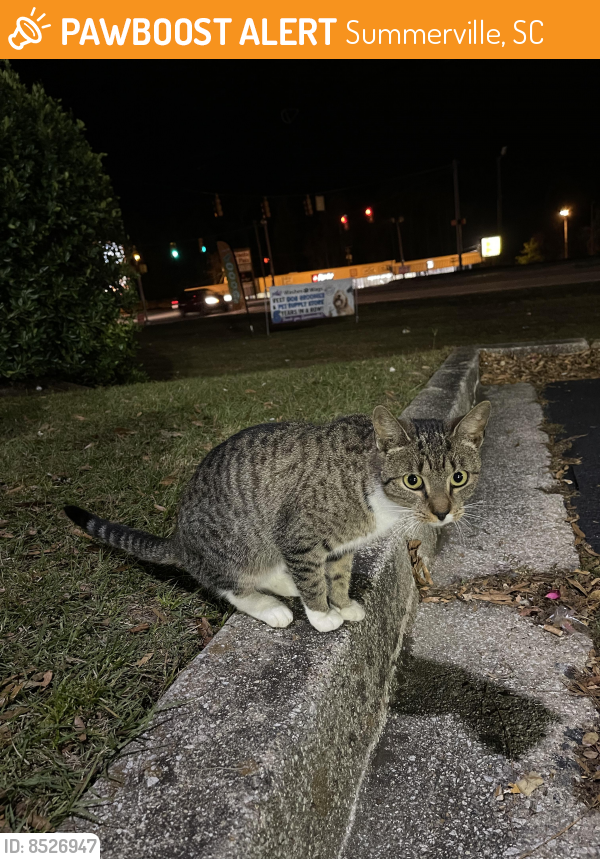 Summerville, SC Stray Cat Found Near Bacons Bridge Road & Stallsville ...
