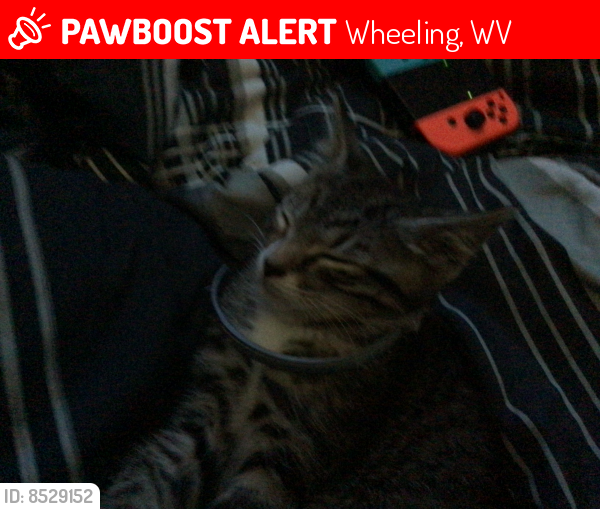 Lost Male Cat in Wheeling, WV 26003 Named Boots (ID: 8529152) | PawBoost