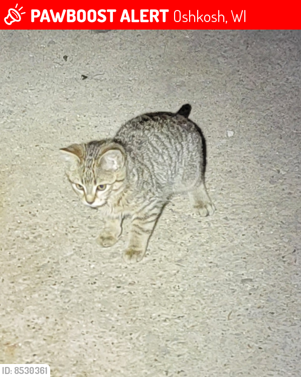 Oshkosh, WI Lost Cat, Faithchase Is Missing | PawBoost