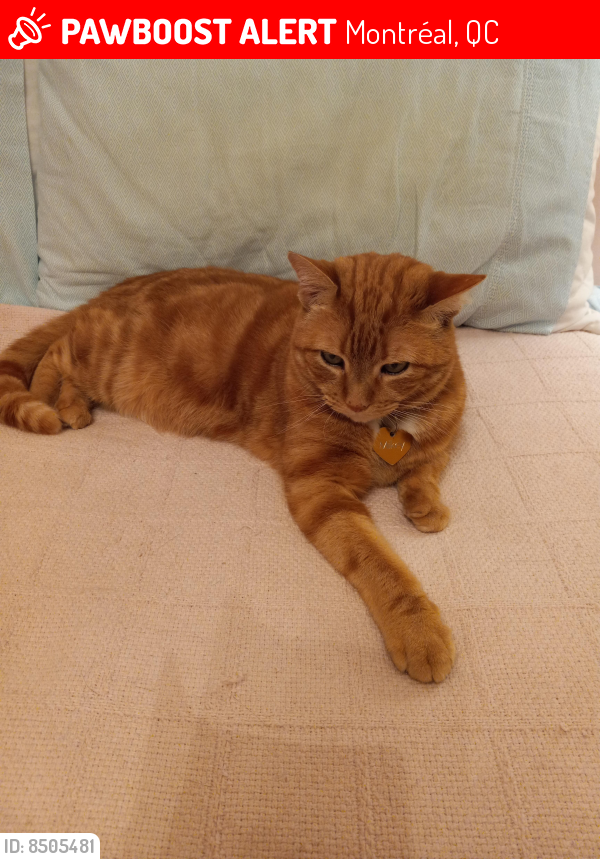 Lost Male Cat in Montréal, QC Named Mikey (ID: 8505481) | PawBoost