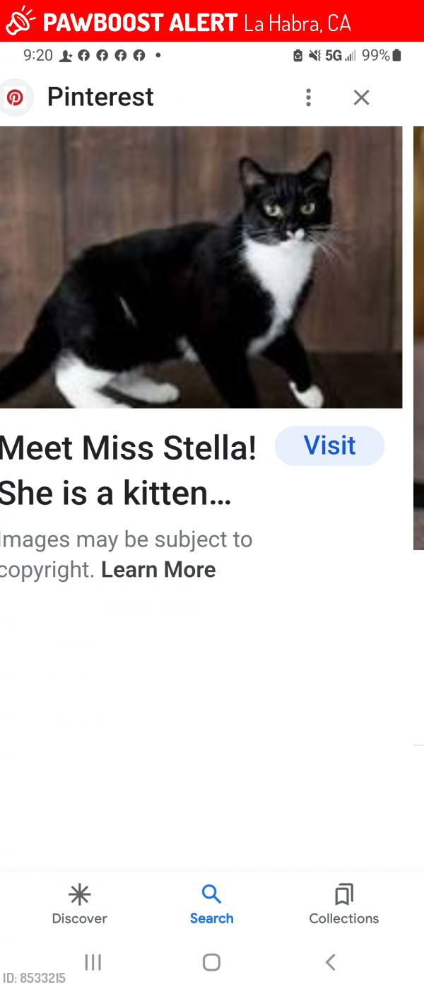 La Habra, CA Lost Female Cat, Weeshe Is Missing | PawBoost