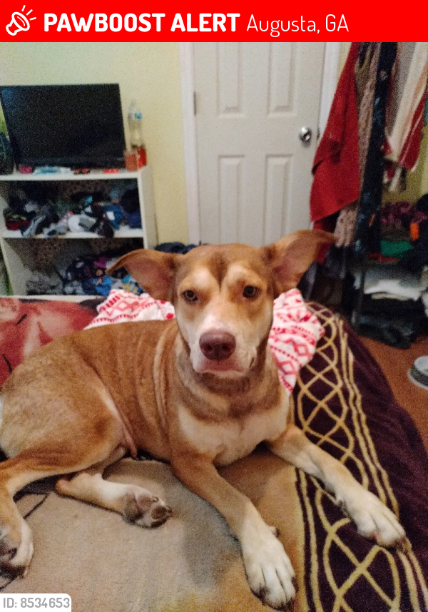 Augusta, GA Lost Female Dog, Moka Is Missing | PawBoost
