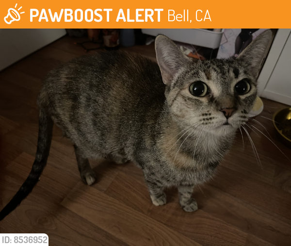 Found/Stray Female Cat in Bell, CA 90201 (ID: 8536952) | PawBoost