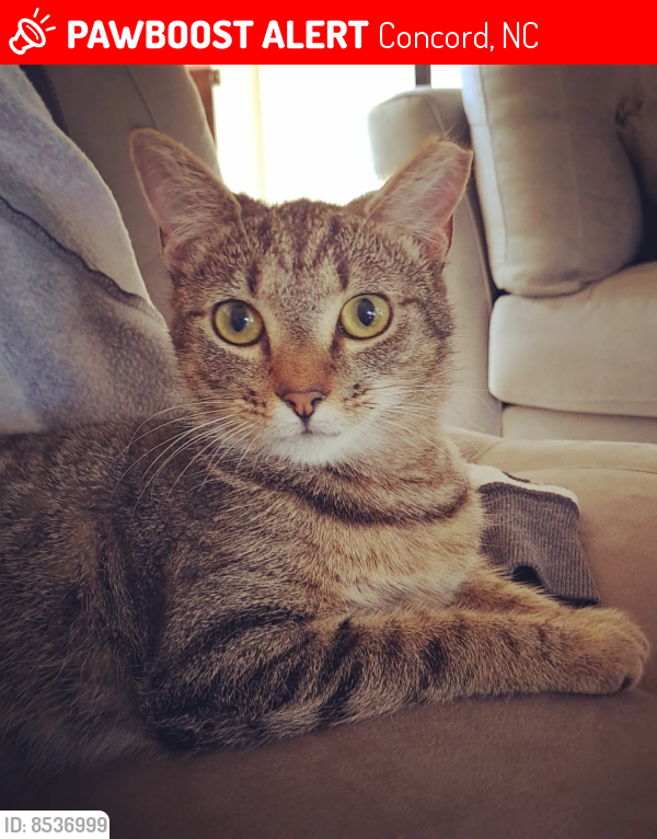 Lost Female Cat in Concord, NC 28027 Named Nina (ID: 8536999) | PawBoost
