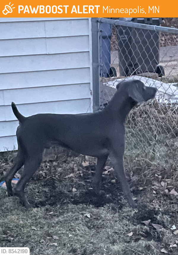 Found/Stray Male Dog in Minneapolis, MN 55413 (ID: 8542190) | PawBoost
