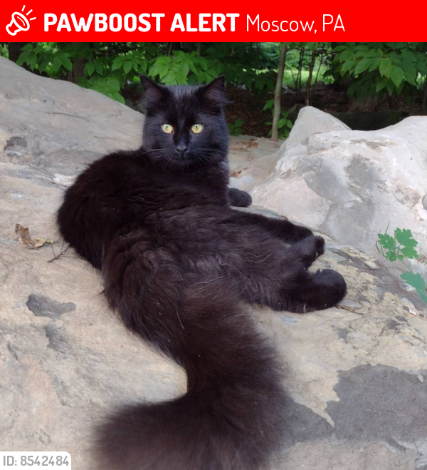 Moscow, PA Lost Male Cat, Salem Is Missing | PawBoost