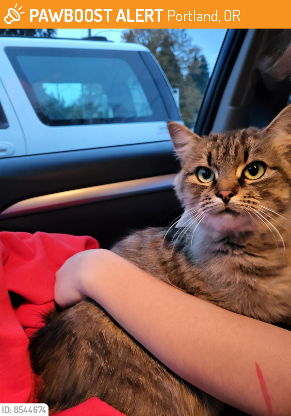 Rehomed Female Cat in Portland, OR 97218 (ID: 8544674) | PawBoost