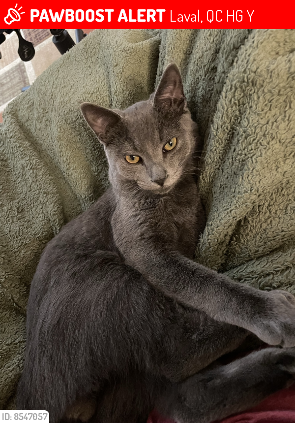 Laval, QC Lost Male Cat, Colonel sushi Is Missing | PawBoost