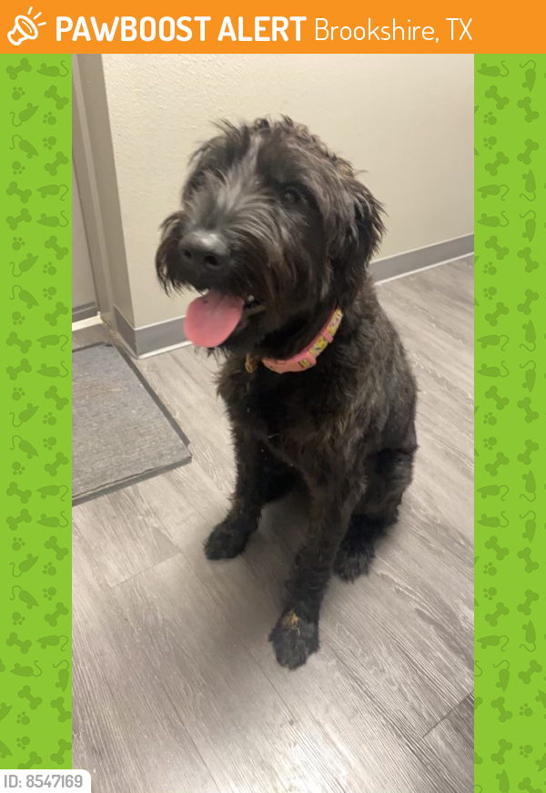 Brookshire, TX Stray Female Dog Found Near Rooms to Go | PawBoost