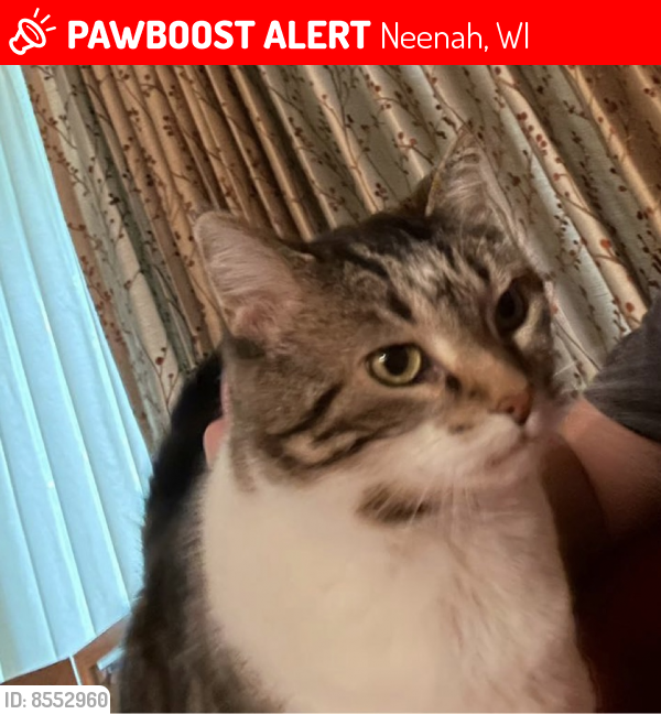 Neenah, WI Lost Female Cat, Nellie Is Missing | PawBoost