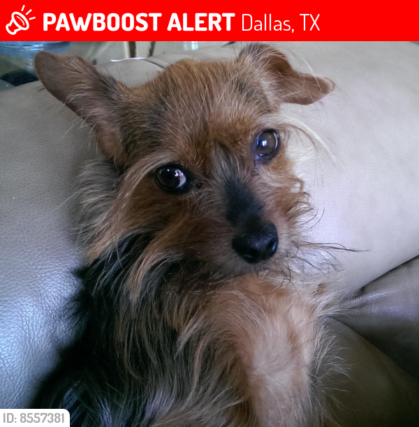 Dallas, TX Lost Female Dog, Cleo Is Missing | PawBoost