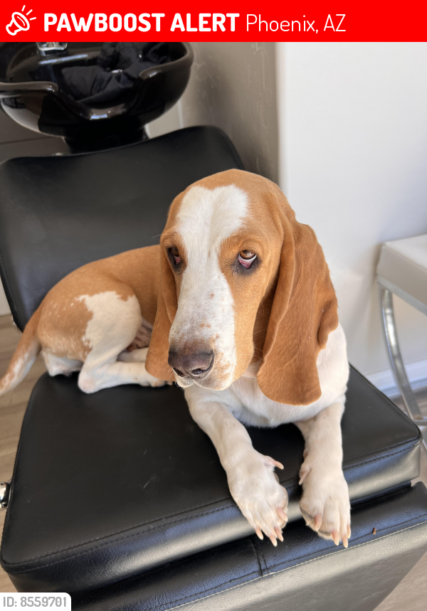 Phoenix, AZ Lost Female Dog, Harper Is Missing | PawBoost