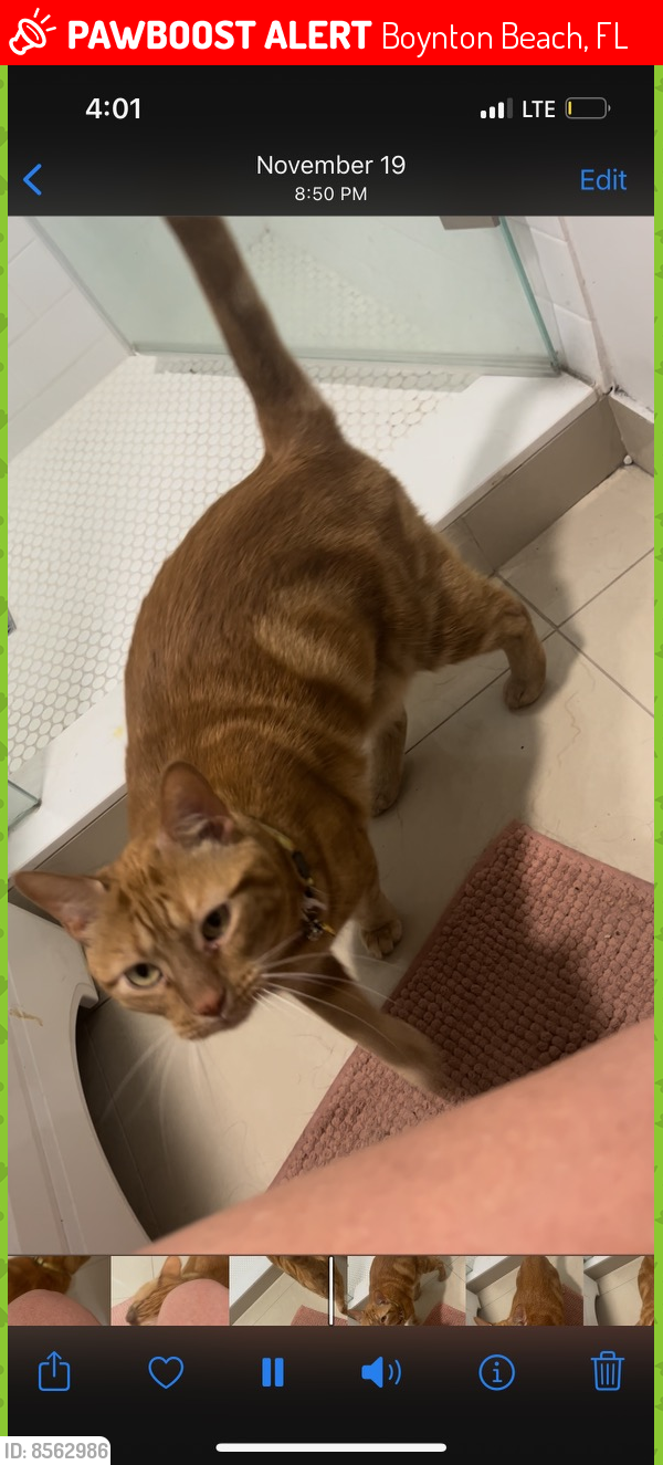 Boynton Beach, FL Lost Male Cat, Ollie Is Missing | PawBoost