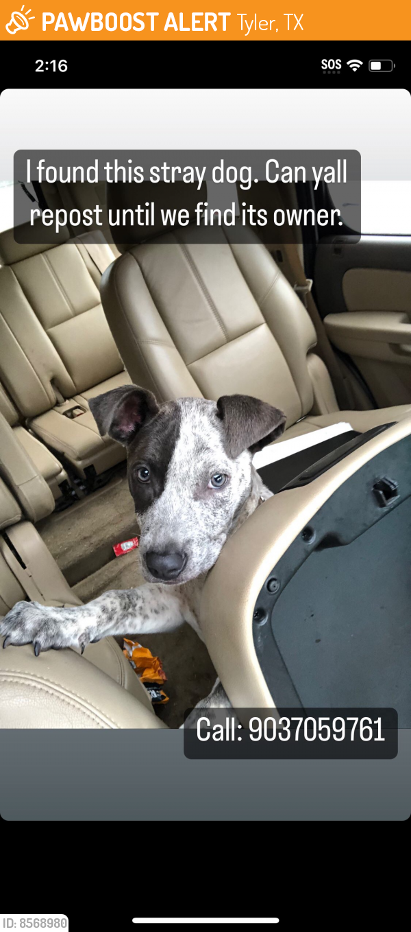 Rehomed Female Dog in Tyler, TX 75703 (ID: 8568980) | PawBoost