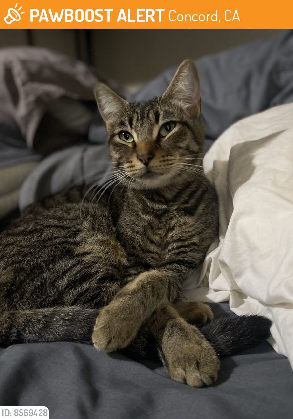 Found/Stray Cat in Concord, CA 94521 (ID: 8569428) | PawBoost
