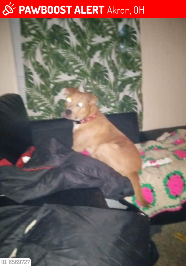 Akron, OH Lost Female Dog, Ruby Vanhorn Is Missing | PawBoost