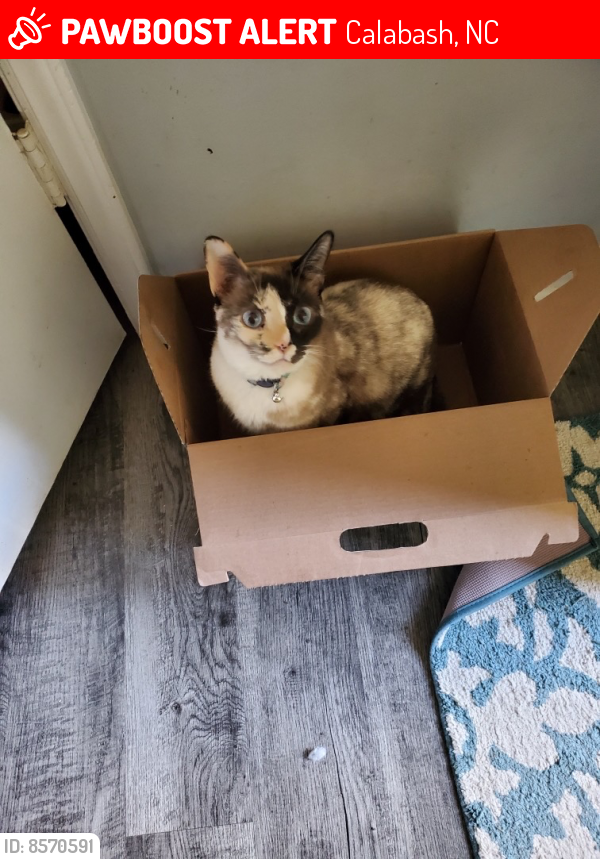 Lost Female Cat in Calabash, NC 28467 Named Luna (ID: 8570591) | PawBoost